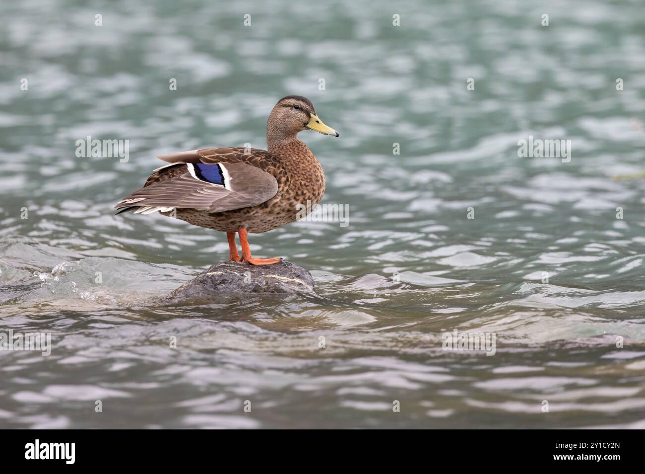 Mallard (Anas platyrhynchos) eclipse drake Switzerland August 2024 ...