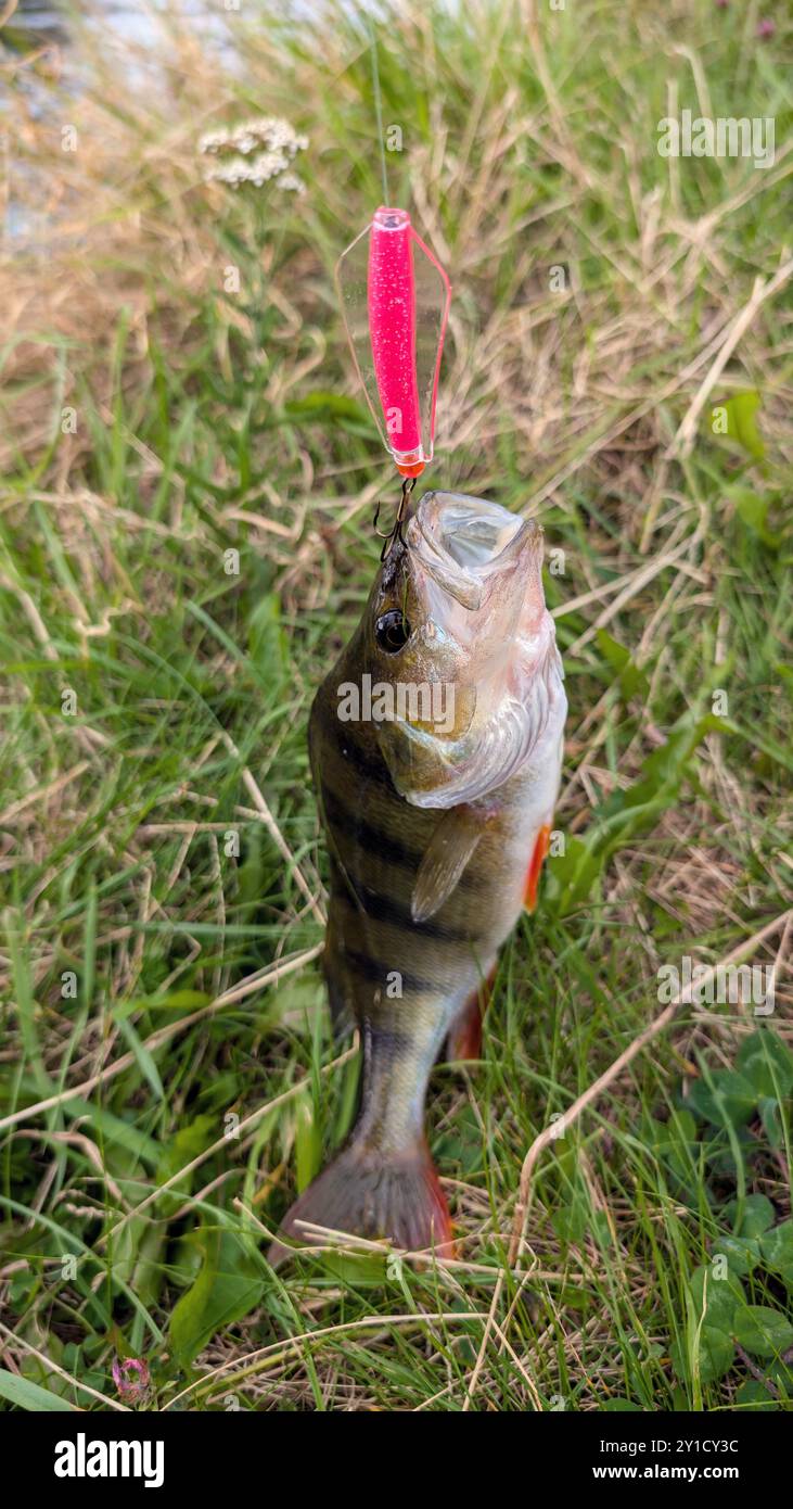 Fresh water fish perch hooked on spinning lure, fishing, catch and ...