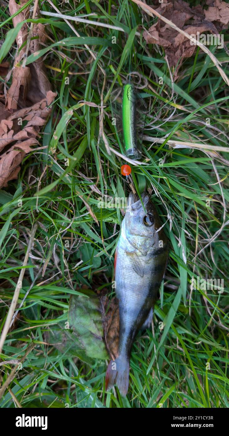 Fresh water fish perch hooked on spinning lure, fishing, catch and ...