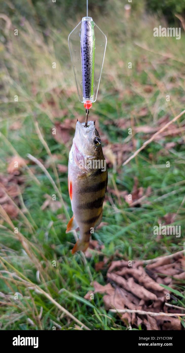 Fresh water fish perch hooked on spinning lure, fishing, catch and ...