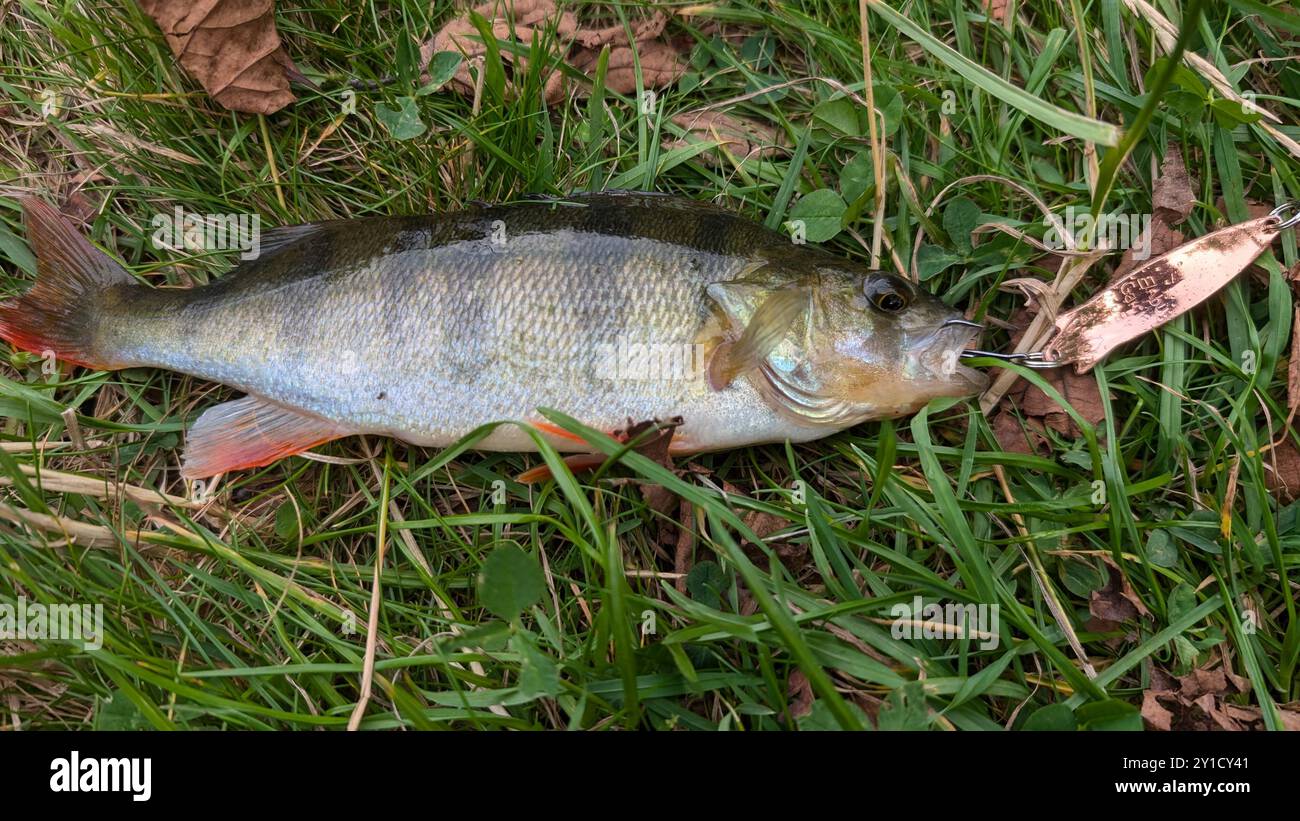 Fresh water fish perch hooked on spinning lure, fishing, catch and ...