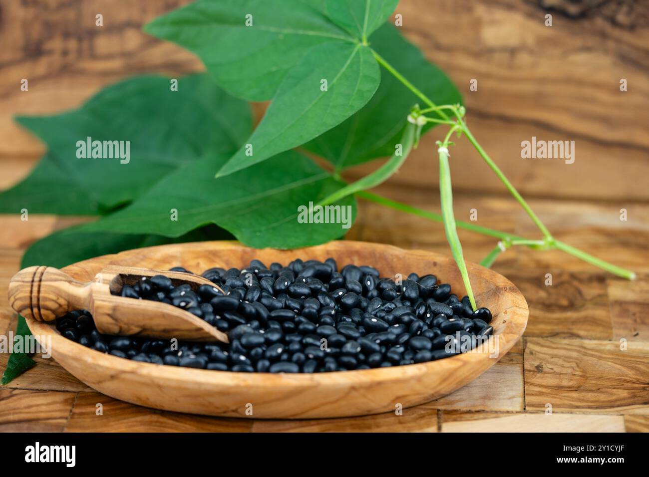 The black turtle bean is a small, shiny variety of the common bean ...