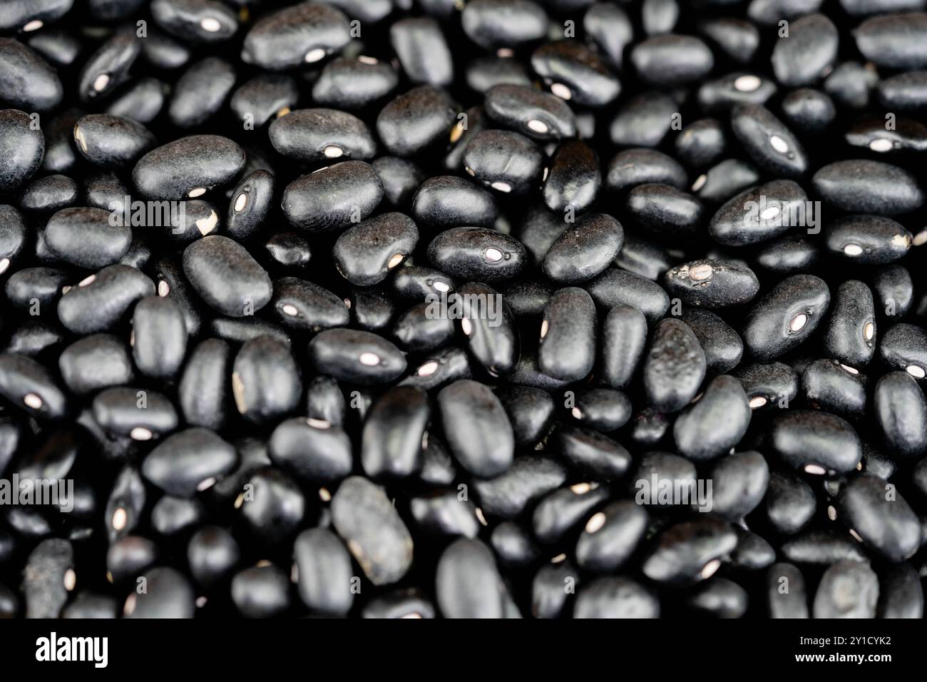 The black turtle bean is a small, shiny variety of the common bean Phaseolus vulgaris Stock ...