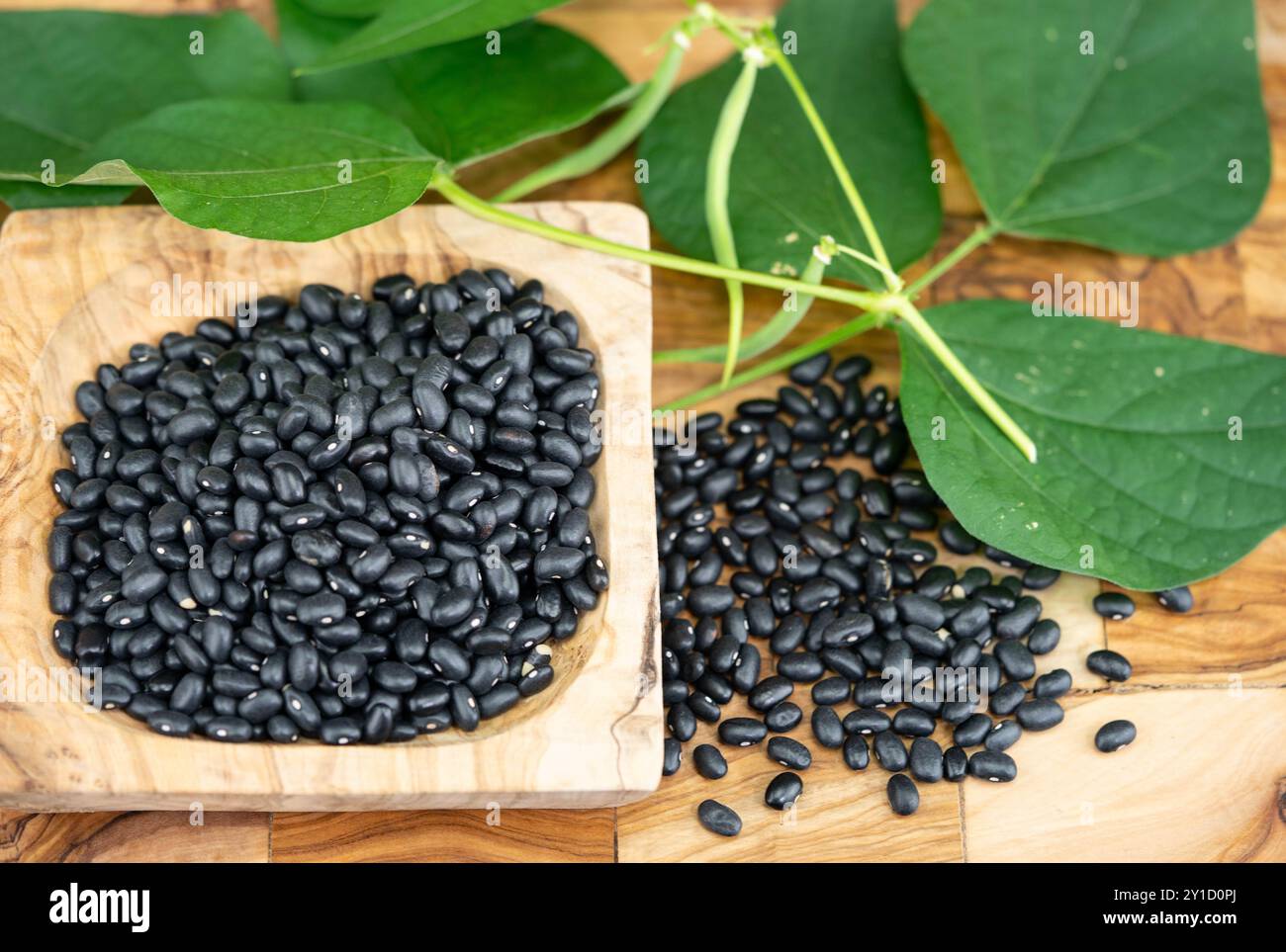 The black turtle bean is a small, shiny variety of the common bean ...
