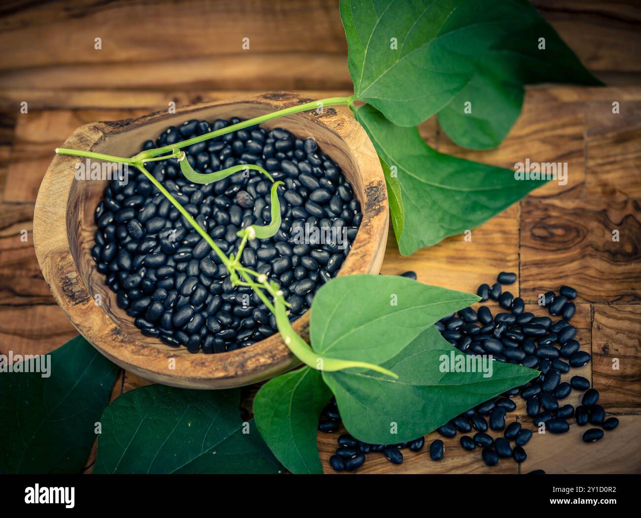 The black turtle bean is a small, shiny variety of the common bean ...