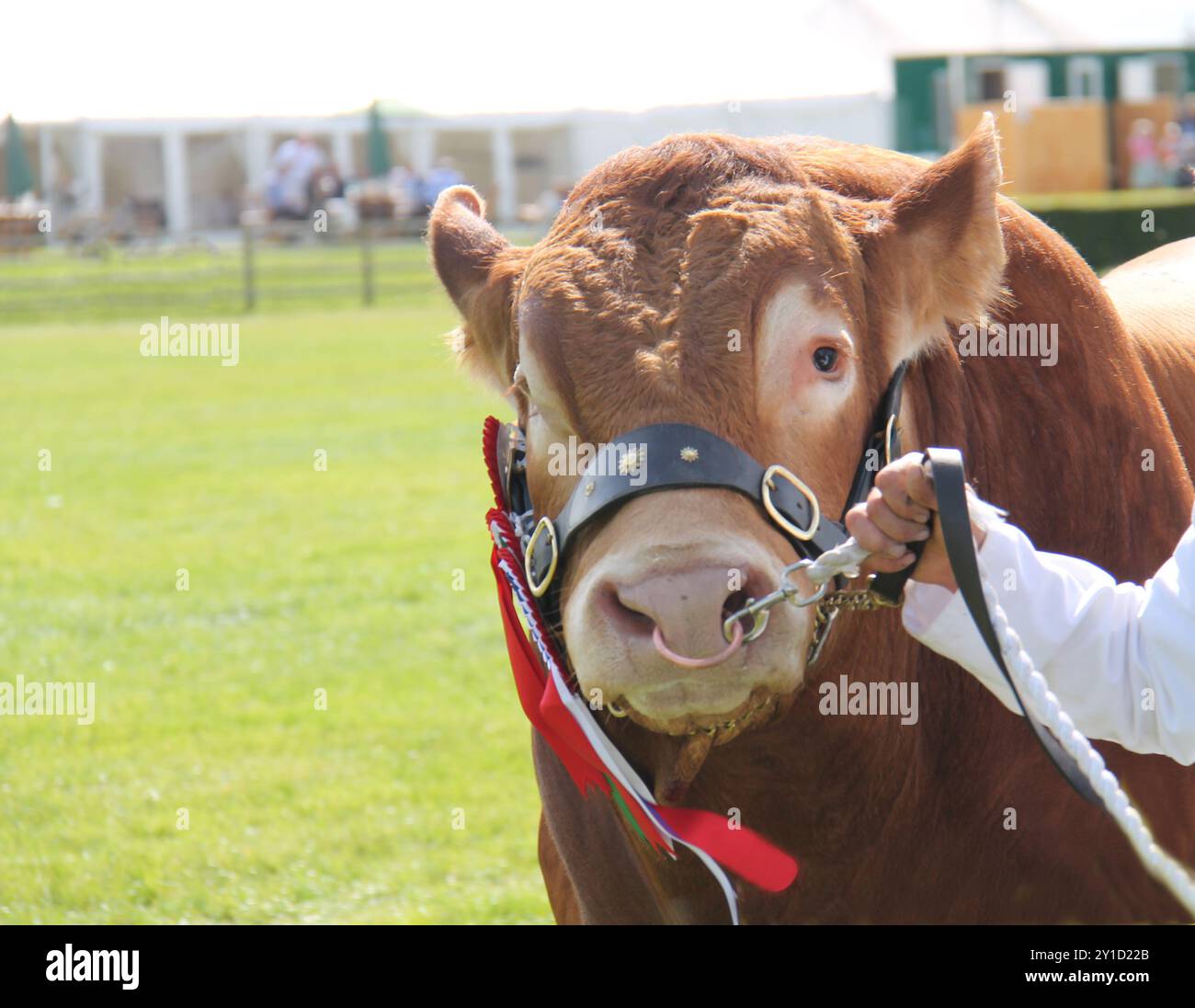 The Head of a Large Champion Limousin Bull Farm Animal Stock Photo - Alamy
