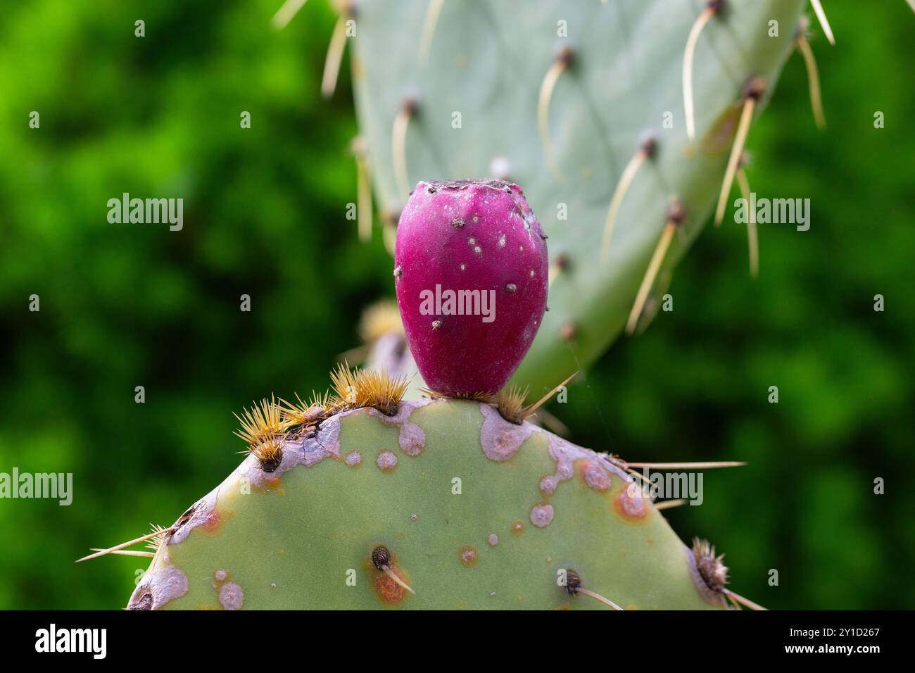 Opuntia ficus-indica, the prickly pear. Prickly pear cactus with red ...