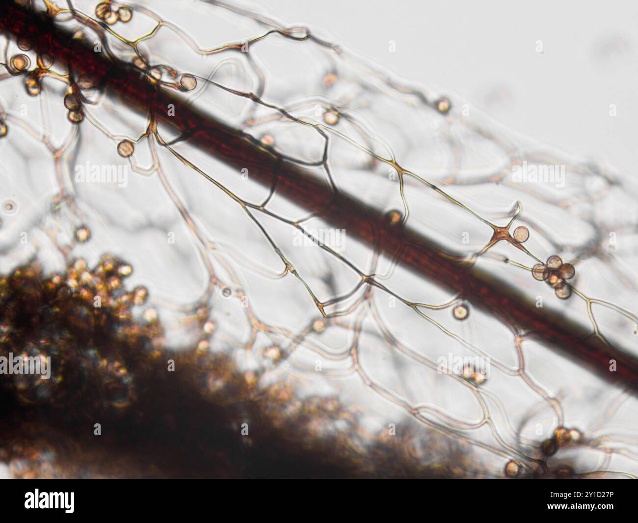 Spores, sporangia of Stemonitis Splendens slime mold grown on rotting ...