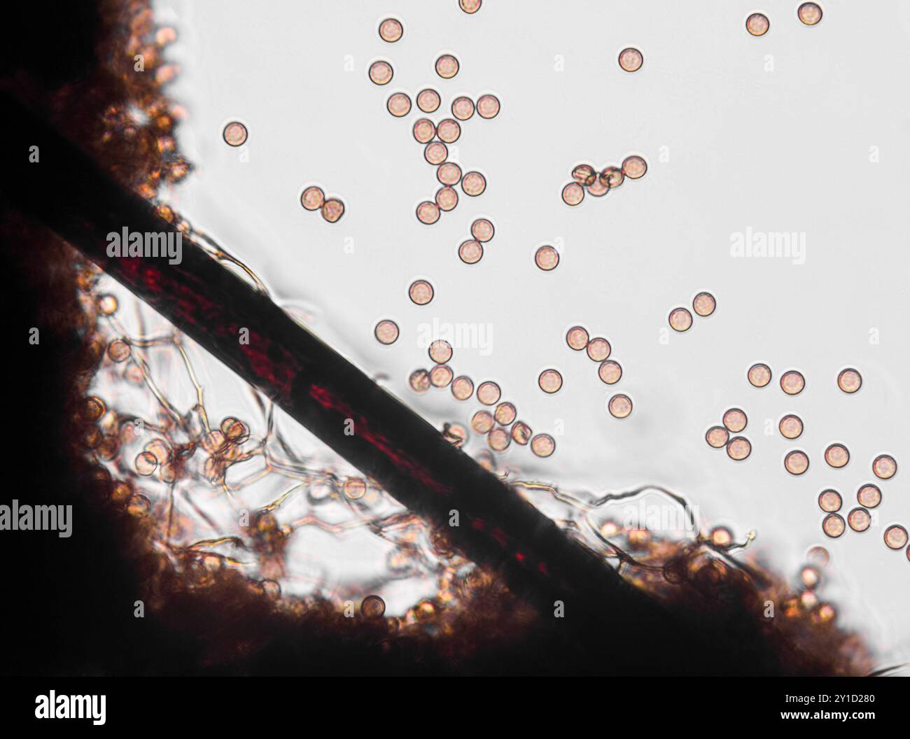 Spores, sporangia of Stemonitis Splendens slime mold grown on rotting ...