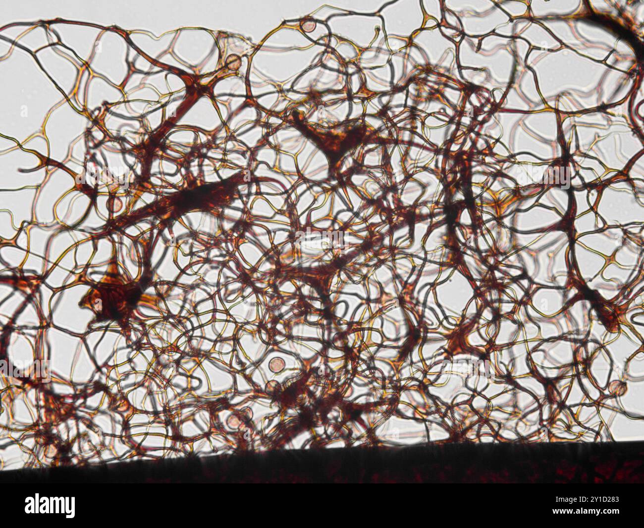Spores, sporangia of Stemonitis Splendens slime mold grown on rotting ...