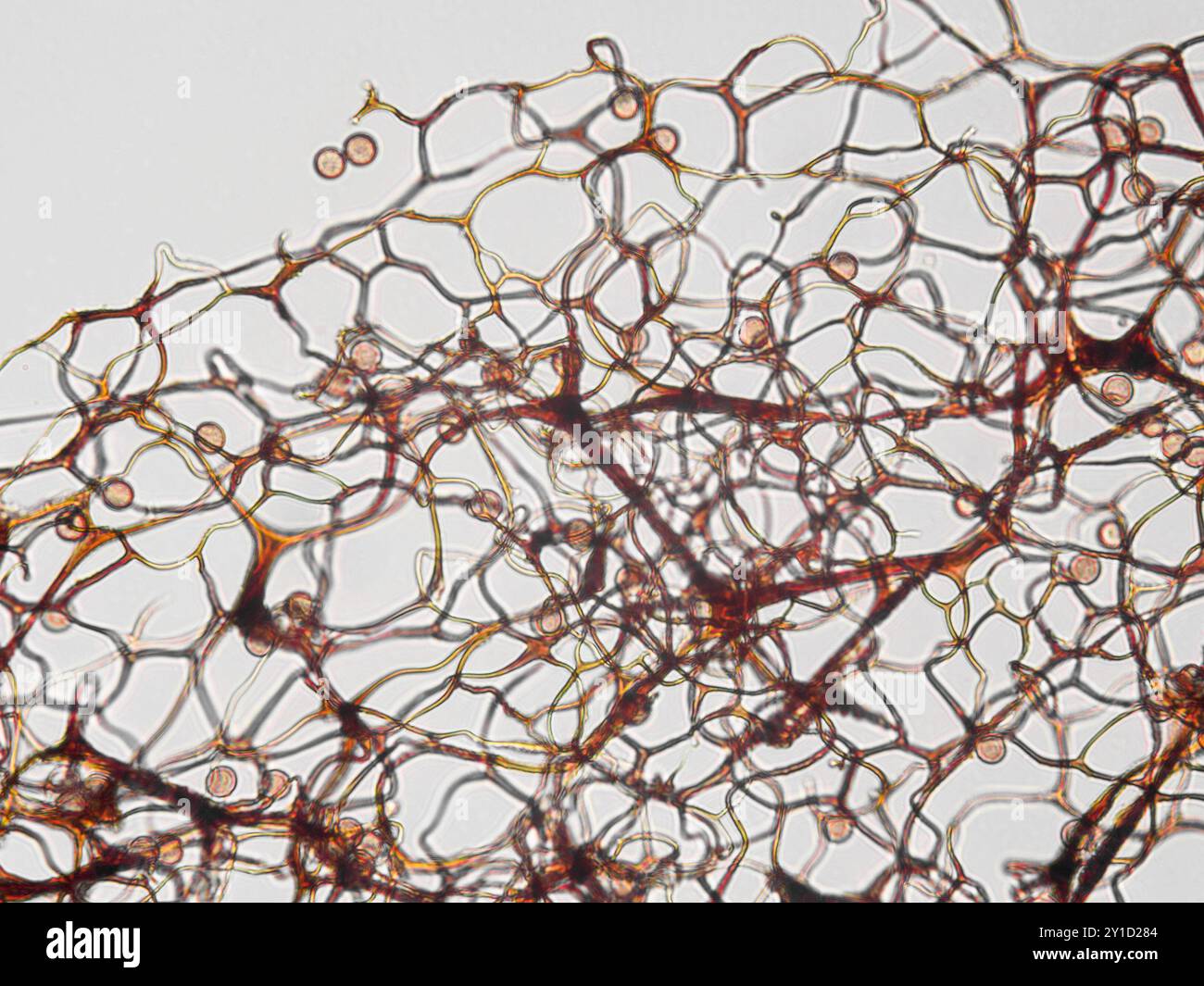 Spores, sporangia of Stemonitis Splendens slime mold grown on rotting ...