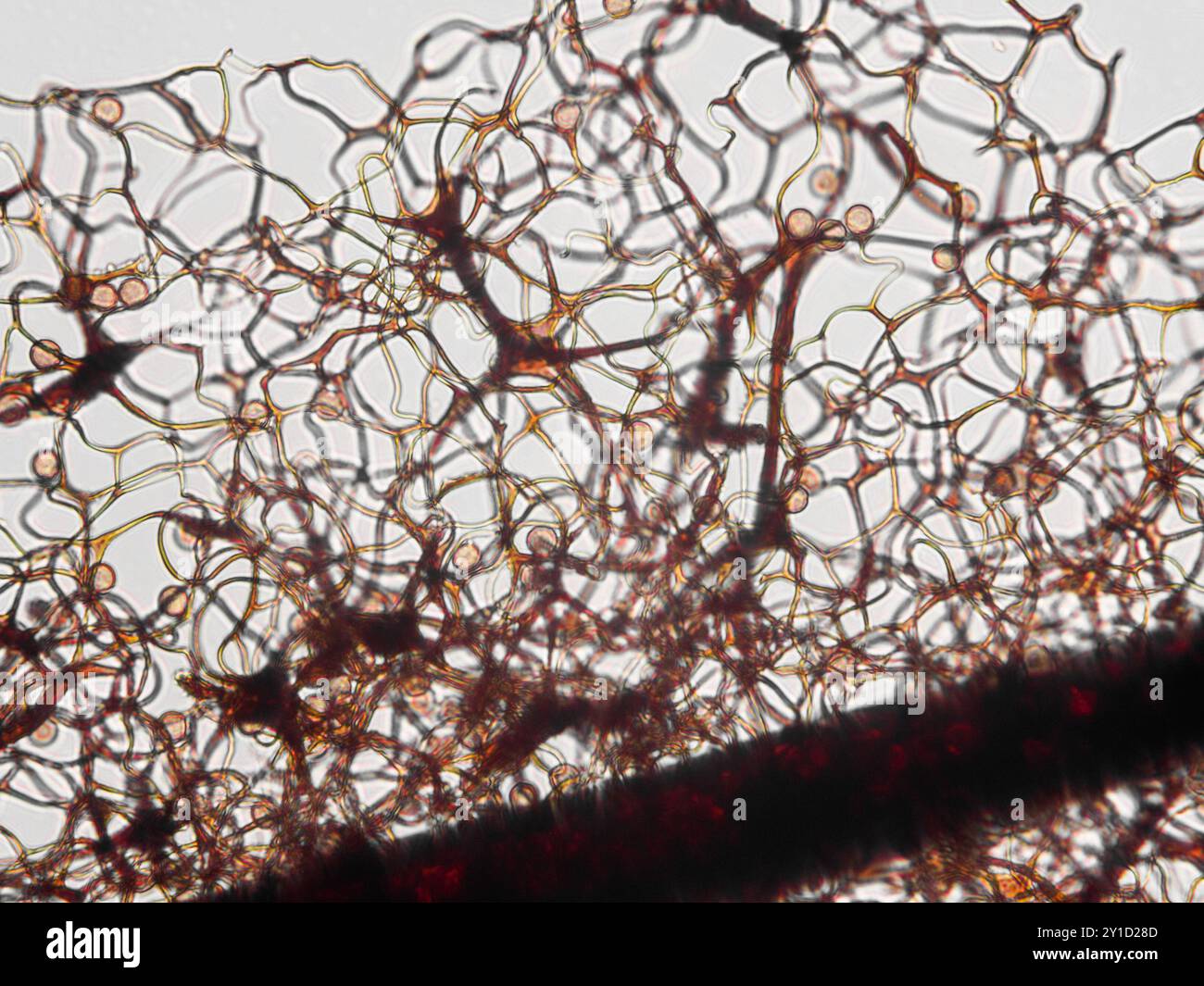 Spores, sporangia of Stemonitis Splendens slime mold grown on rotting ...
