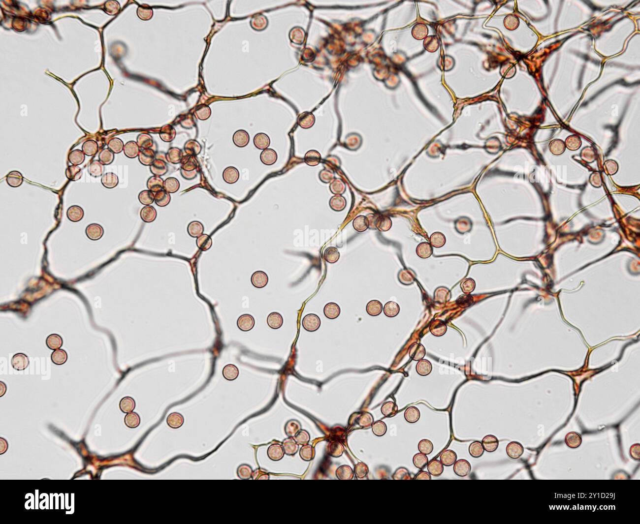 Spores, sporangia of Stemonitis Splendens slime mold grown on rotting ...