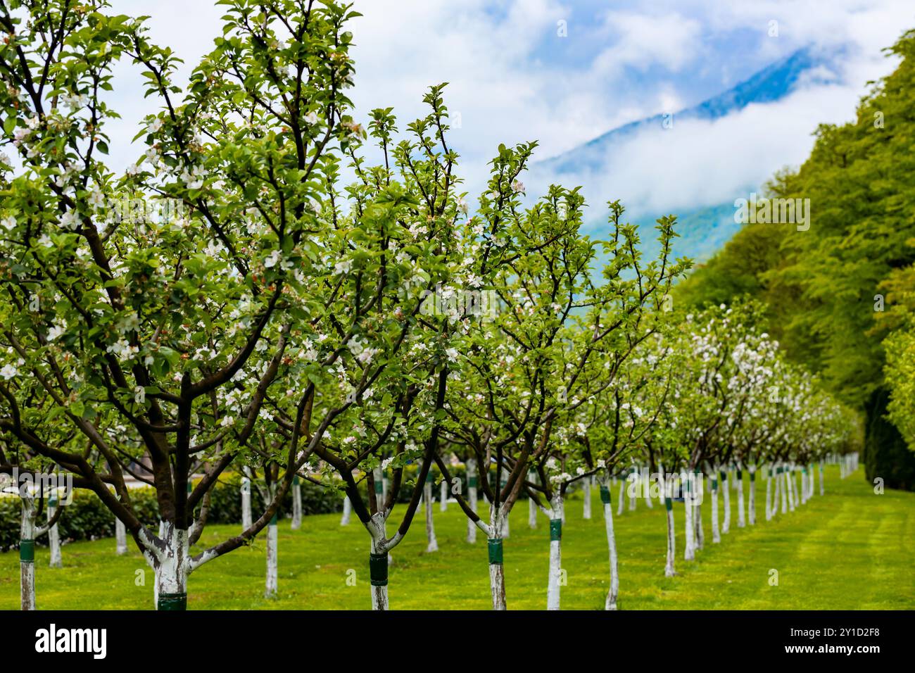 Panorama view rows blossoming hi-res stock photography and images - Alamy