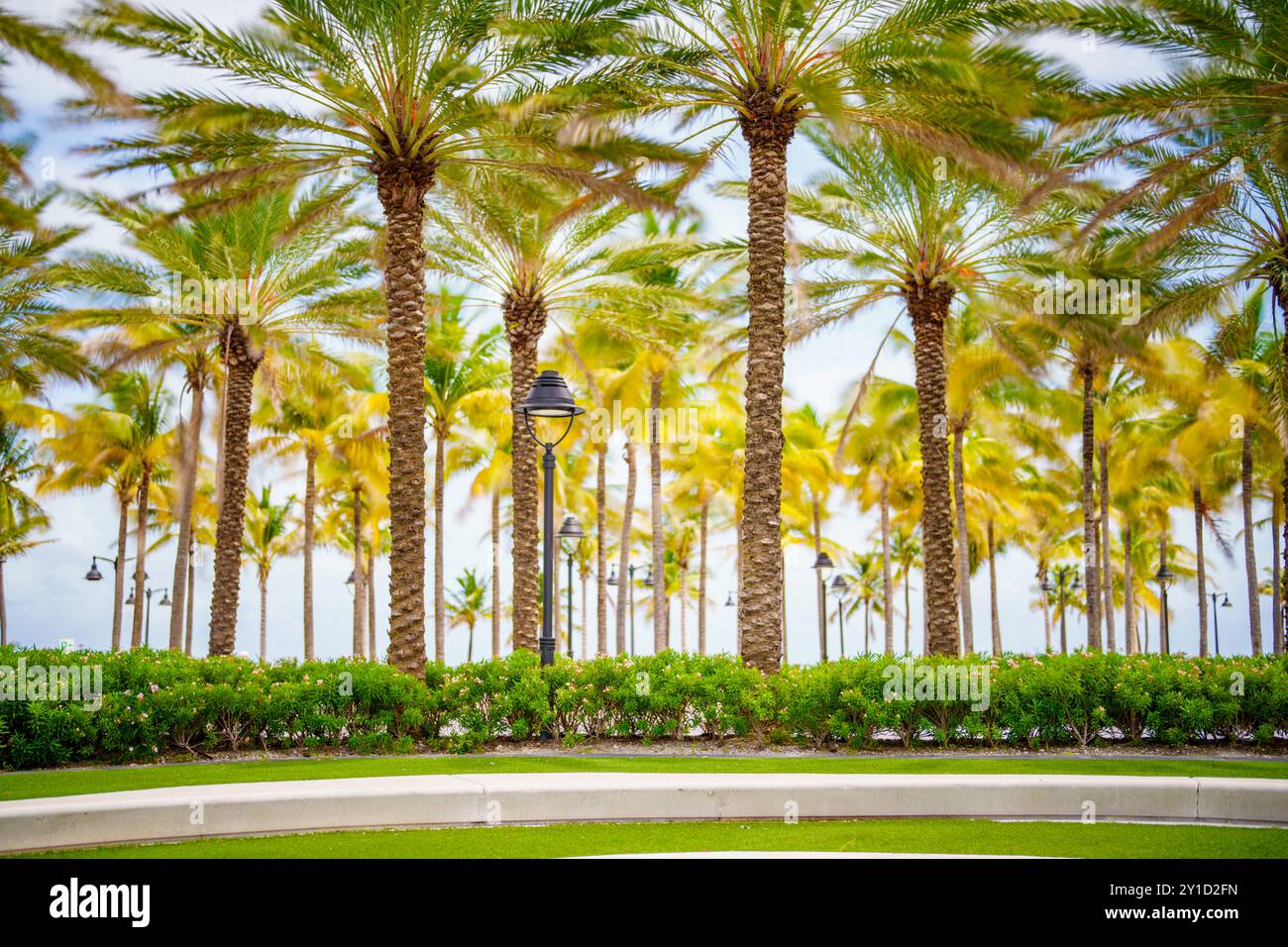 Tropical palms in the park, Fort Lauderdale Summer scene 2024 Stock ...