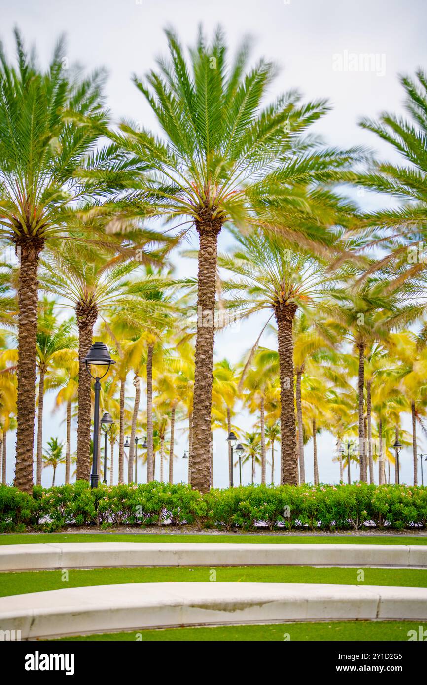 Tropical palms in the park, Fort Lauderdale Summer scene 2024 Stock ...