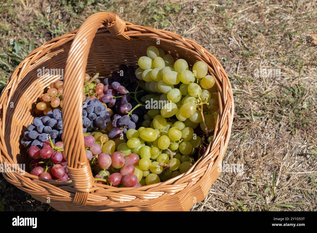 Different varieties of grapes of different colors in a wicker basket ...