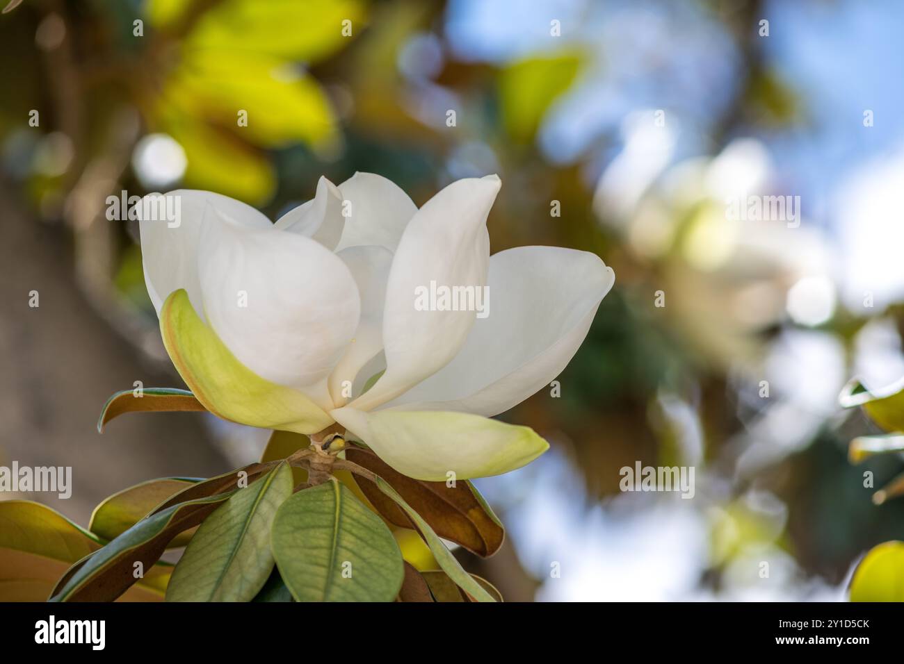 Beautiful magnolia tree in full bloom near the iconic Cathedral of ...
