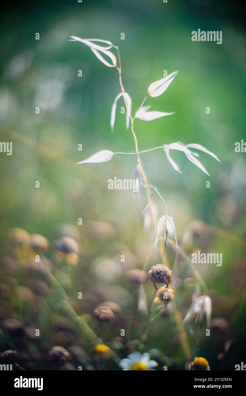 Artistic close up photograph of wild Avena Fatua plants captured with a ...