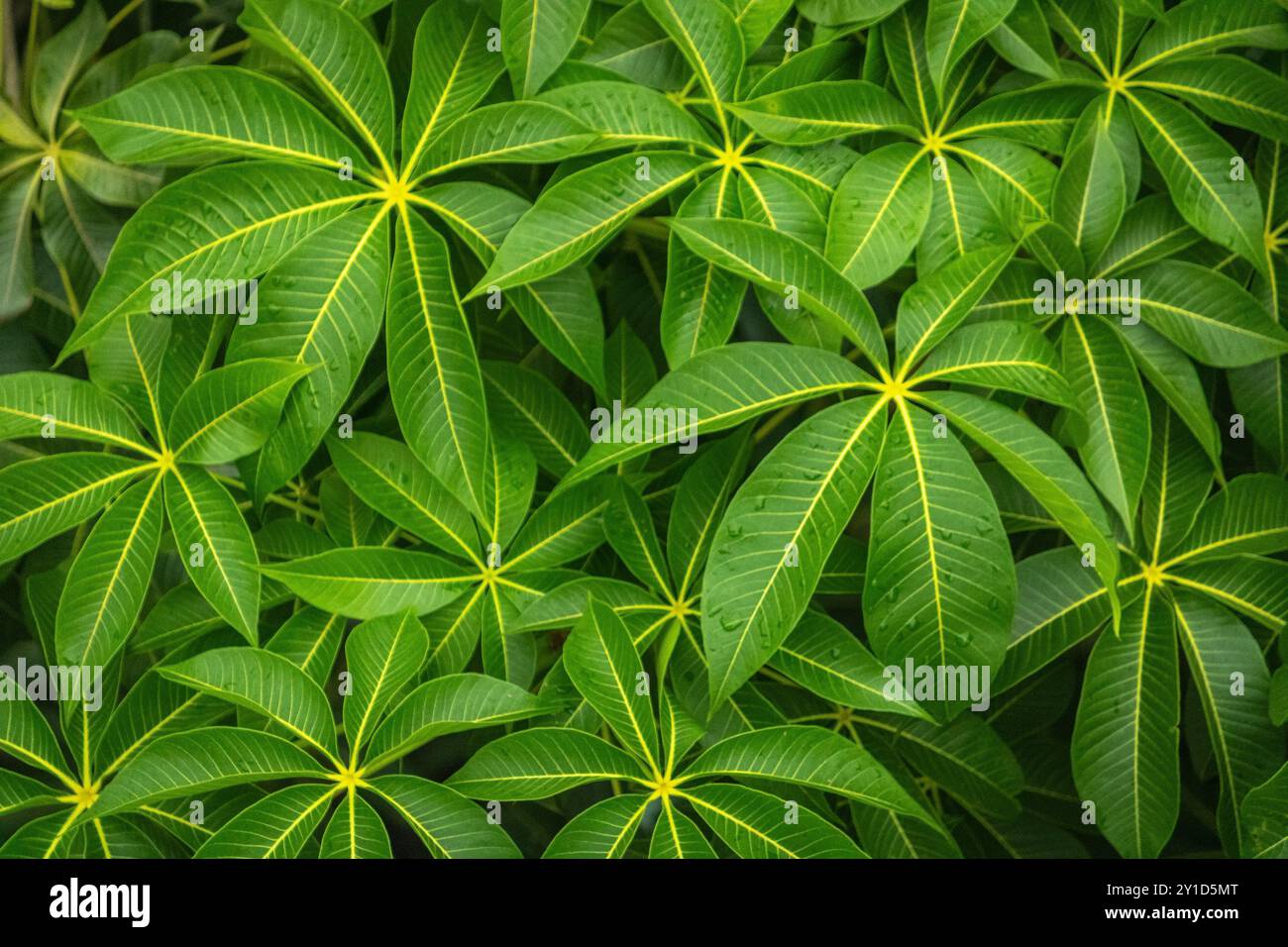 Sterculia hi-res stock photography and images - Alamy