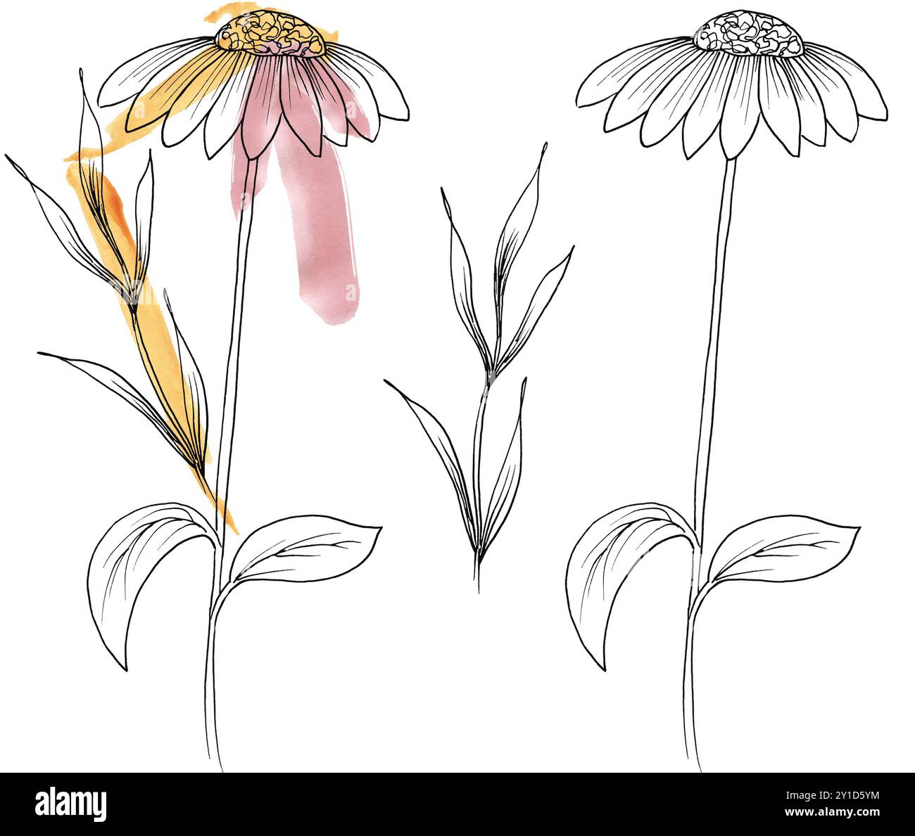 Watercolor and liner meadow flowers bouquet and element illustration ...