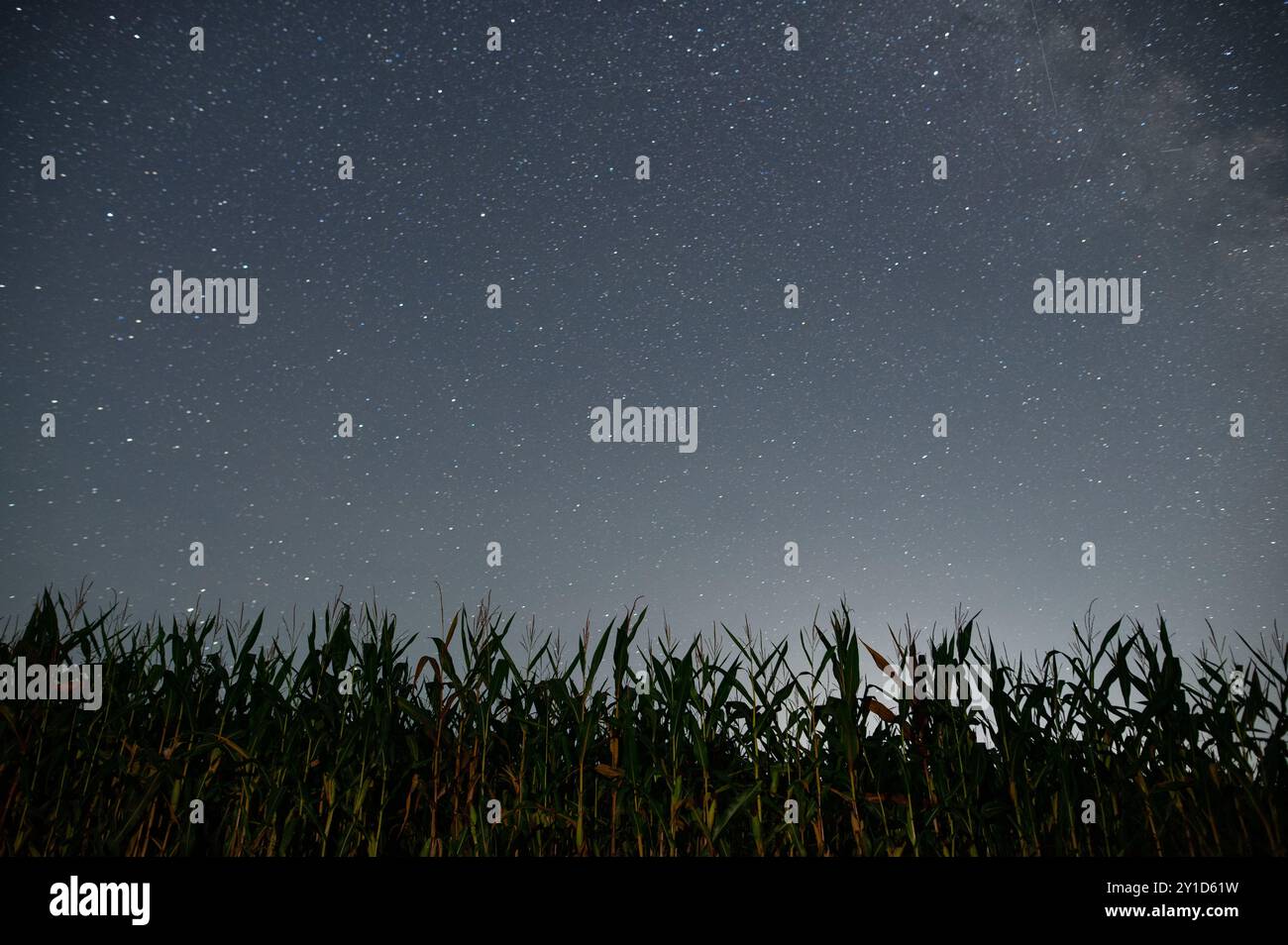 Bottom View Of Night Starry Sky With Milky Way From Green Maize Corn ...