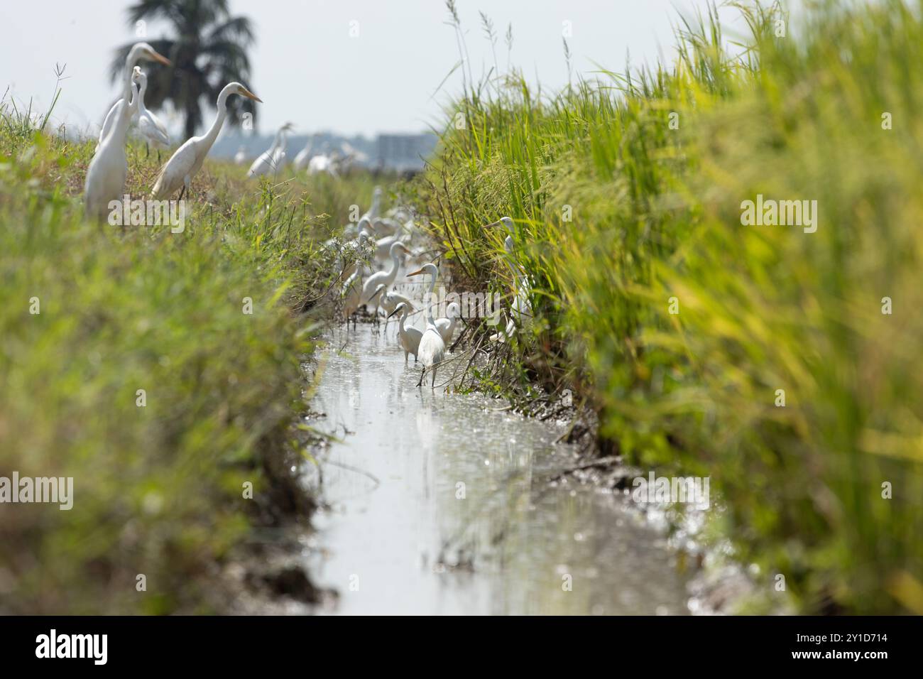 Birds at Paddy Field Stock Photo - Alamy