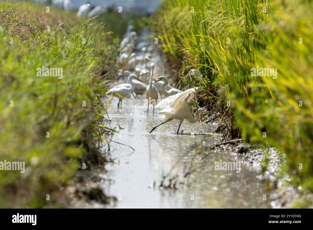 Bird asia swamp birds hi-res stock photography and images - Alamy