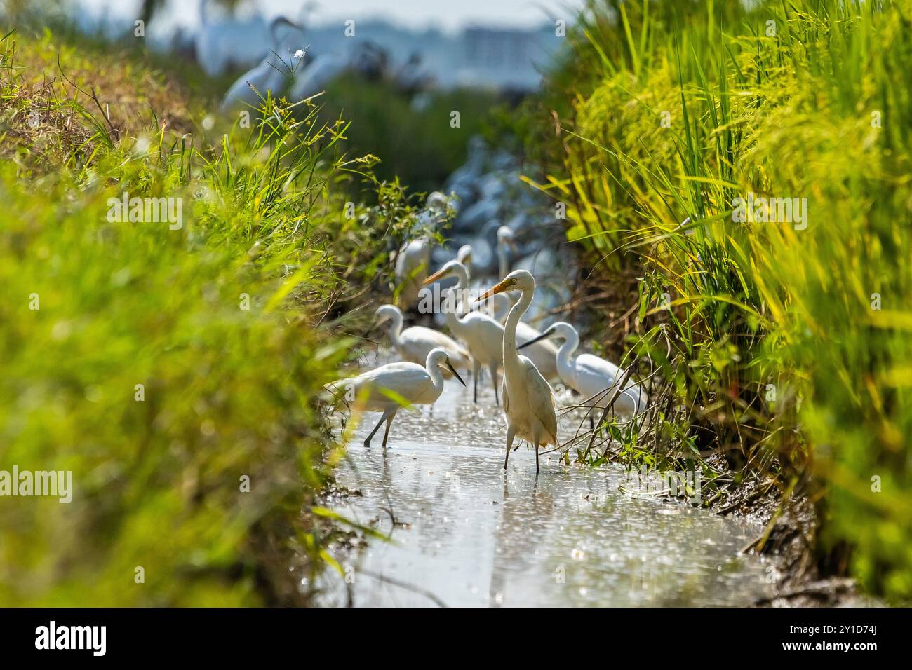 Birds at Paddy Field Stock Photo - Alamy