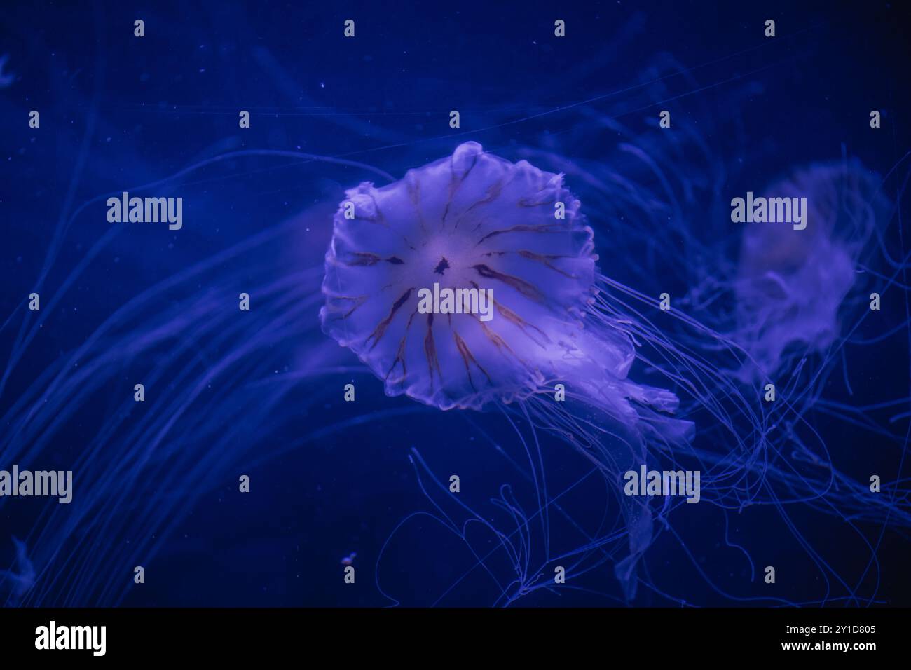 Jellyfish are mesmerizing marine creatures with bell-shaped bodies and ...