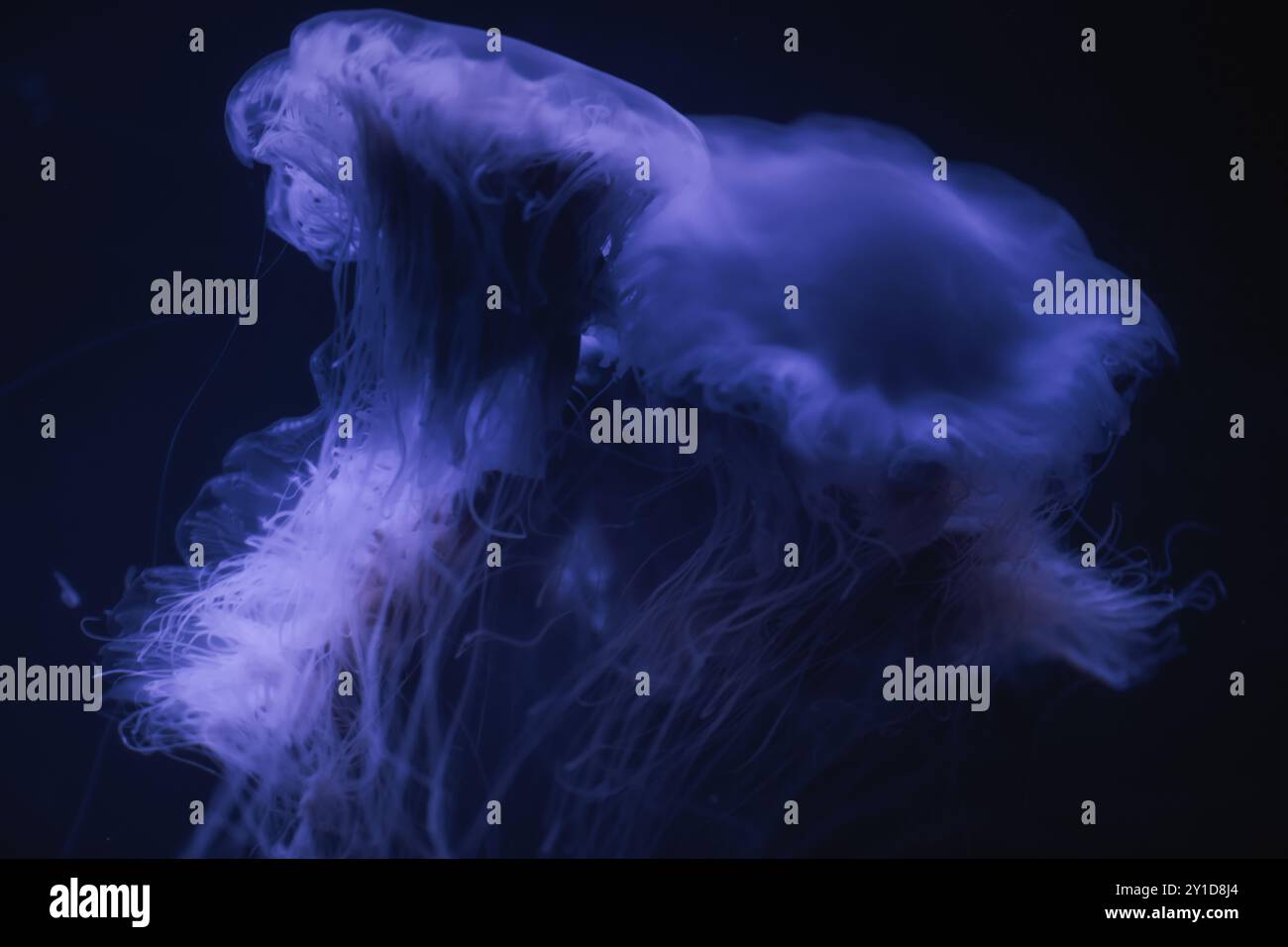Multiple jellyfish illuminated blue in dark water, copy space Stock ...