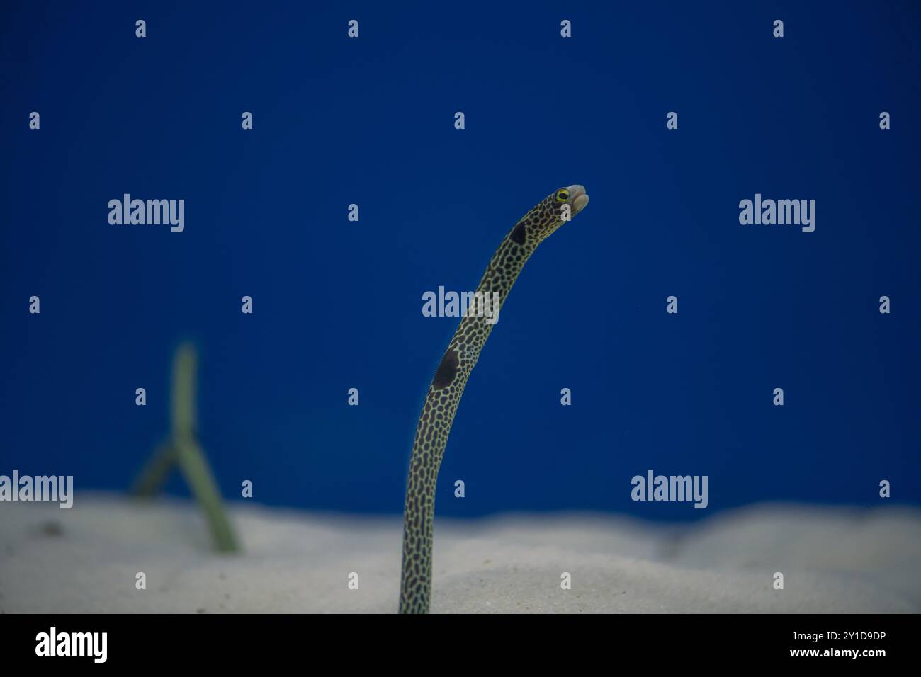 Spotted garden eel Heteroconger beautiful fish on wallpaper background ...