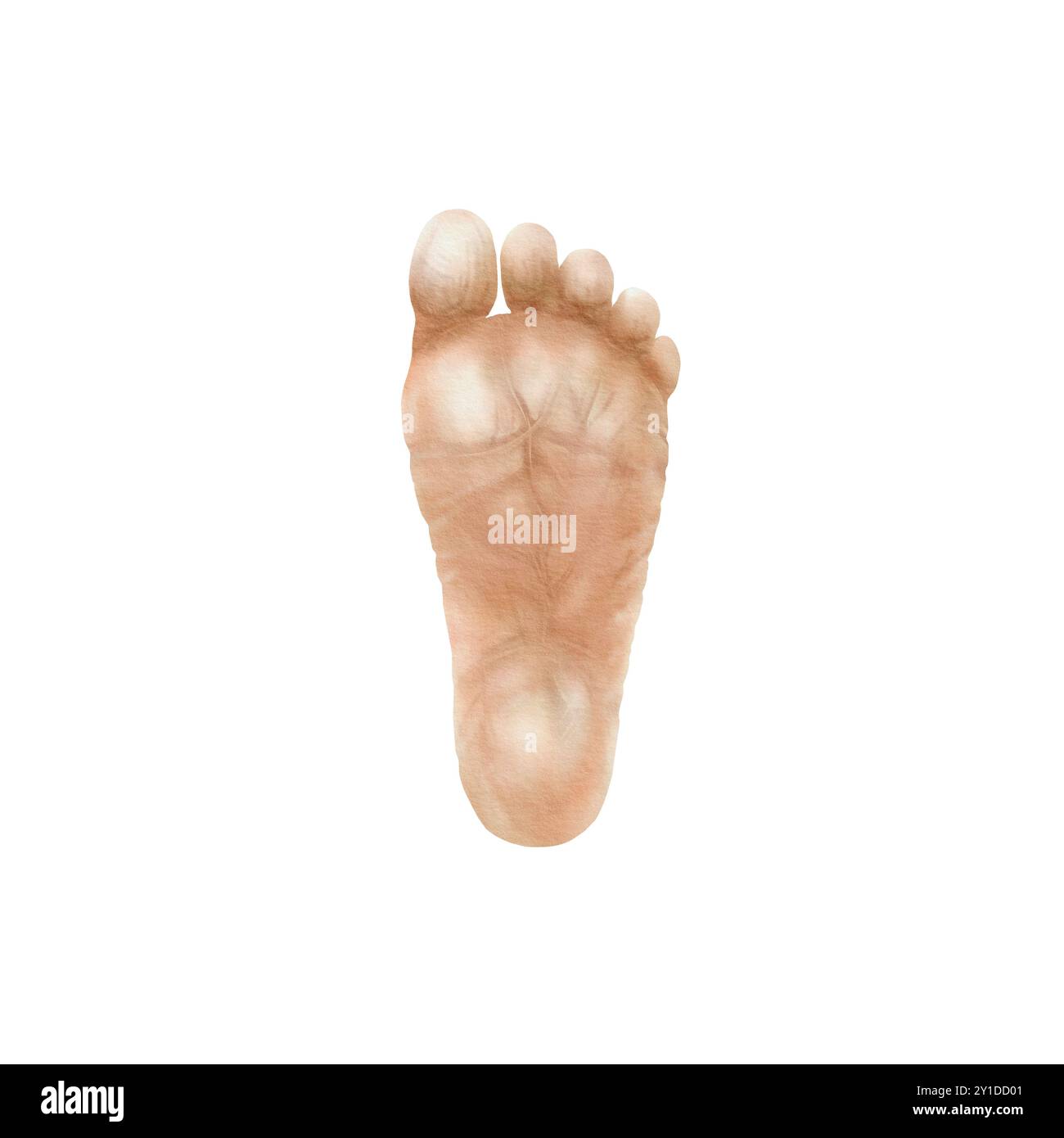 A baby's little foot in watercolor technique.Illustration in realistic ...