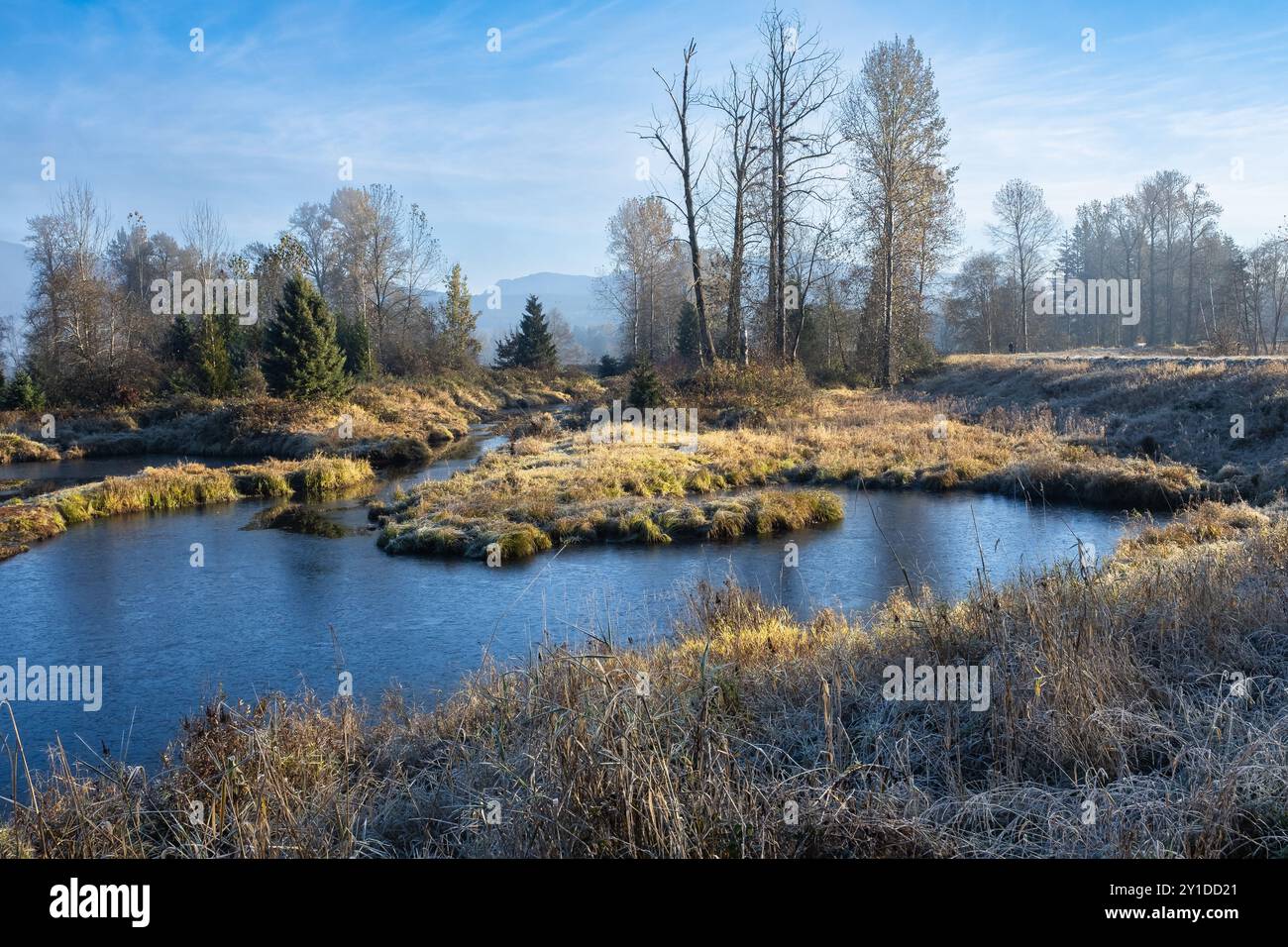 Marshland and Swamp landscape In British Columbia Canada. Wet land ...