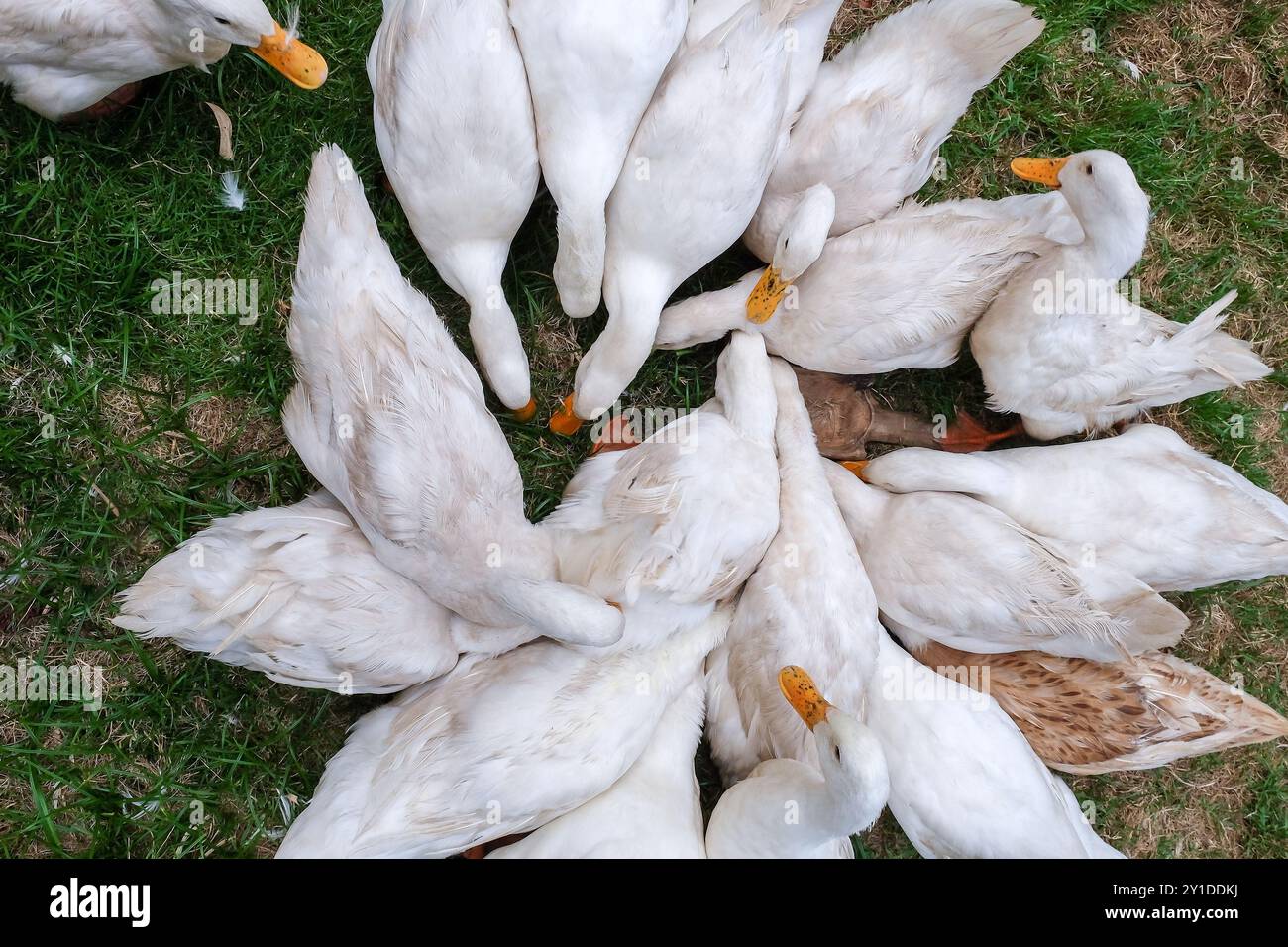 Flock of white ducks crowds together on a grassy patch, their heads ...