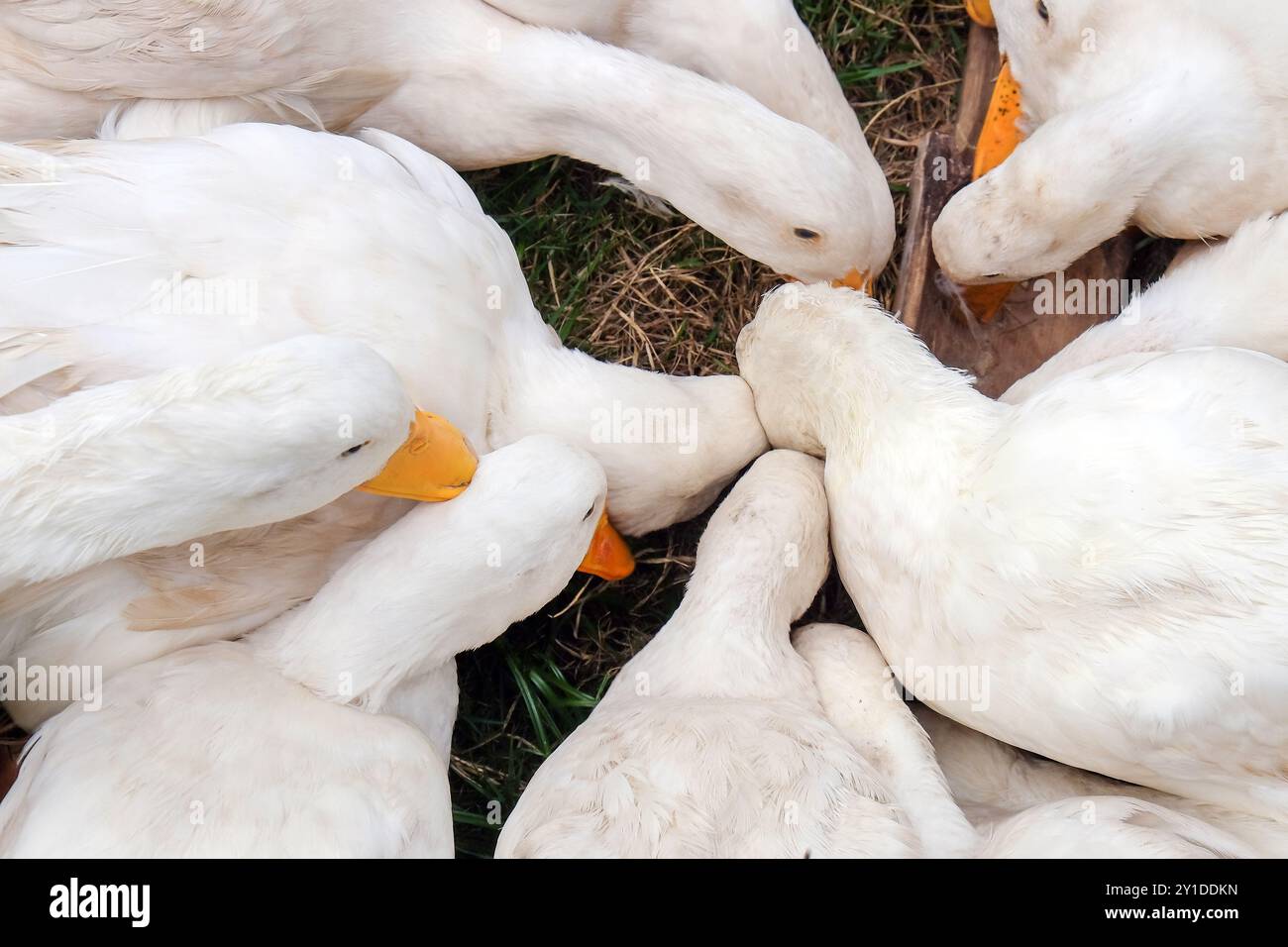 Flock of white ducks crowds together on a grassy patch, their heads ...