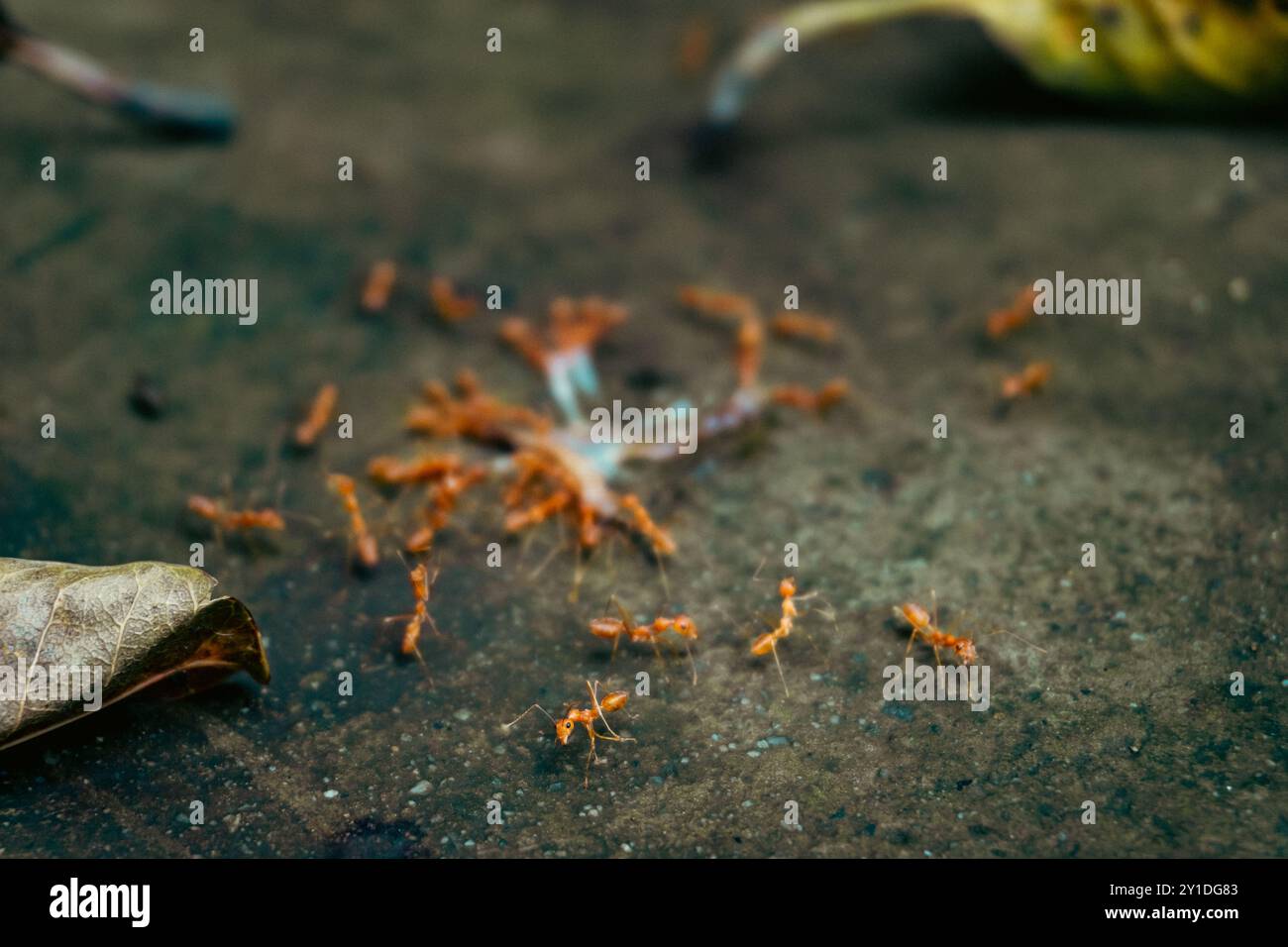 A group of weaver red ants feasting on insect remains in an Indian ...