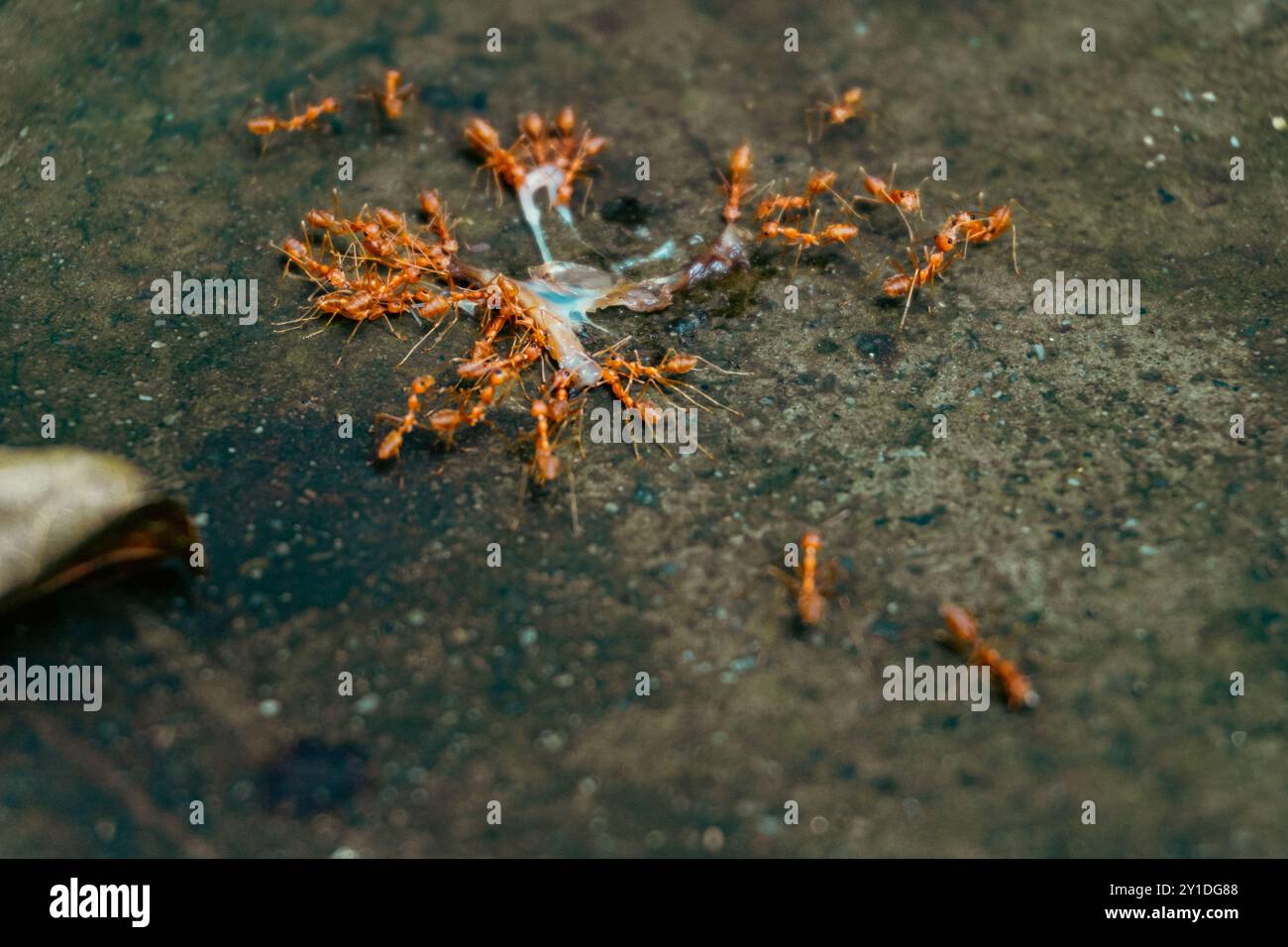 A group of weaver red ants feasting on insect remains in an Indian ...