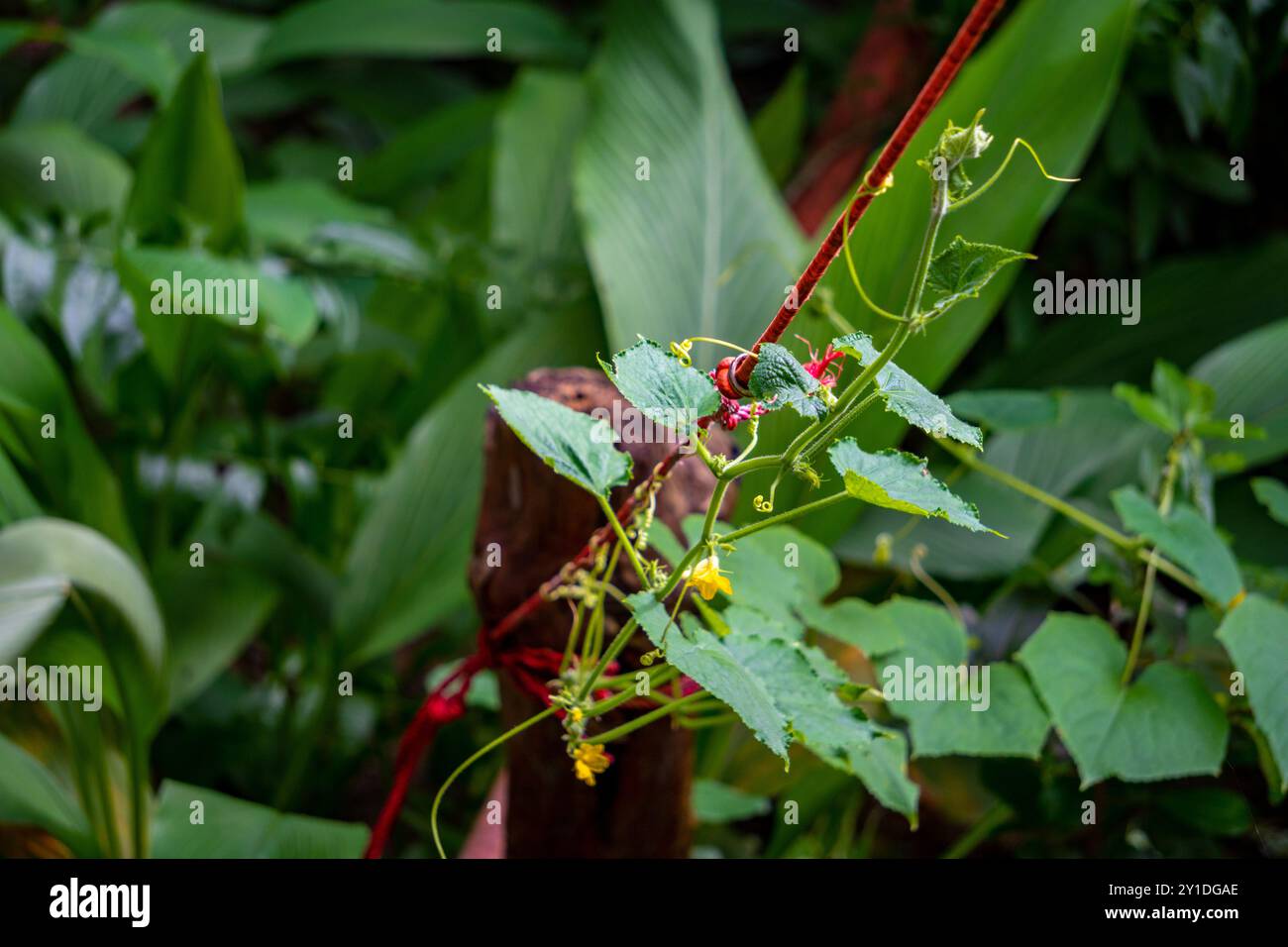 Cucumber vine (Cucumis sativus) with a vibrant yellow bloom in an ...