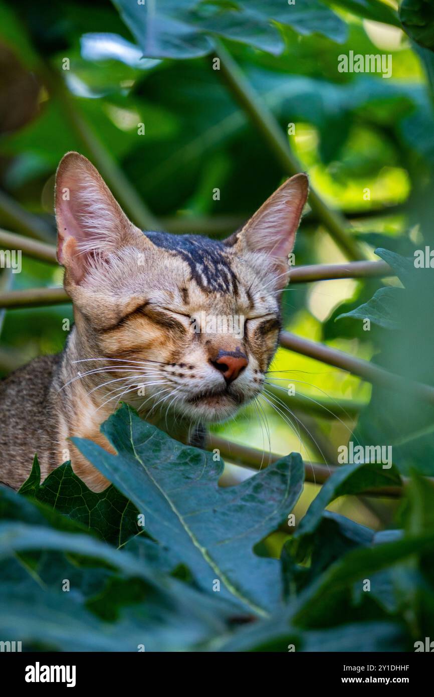A curious Indian stray cat takes refuge in a tree, eyes wide open ...