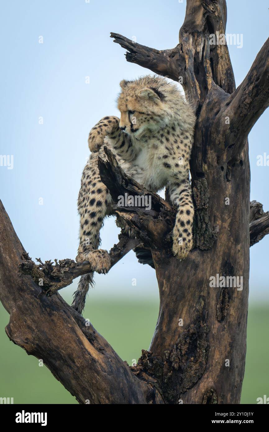 Cheetah cub stands in tree lifting forepaw Stock Photo - Alamy
