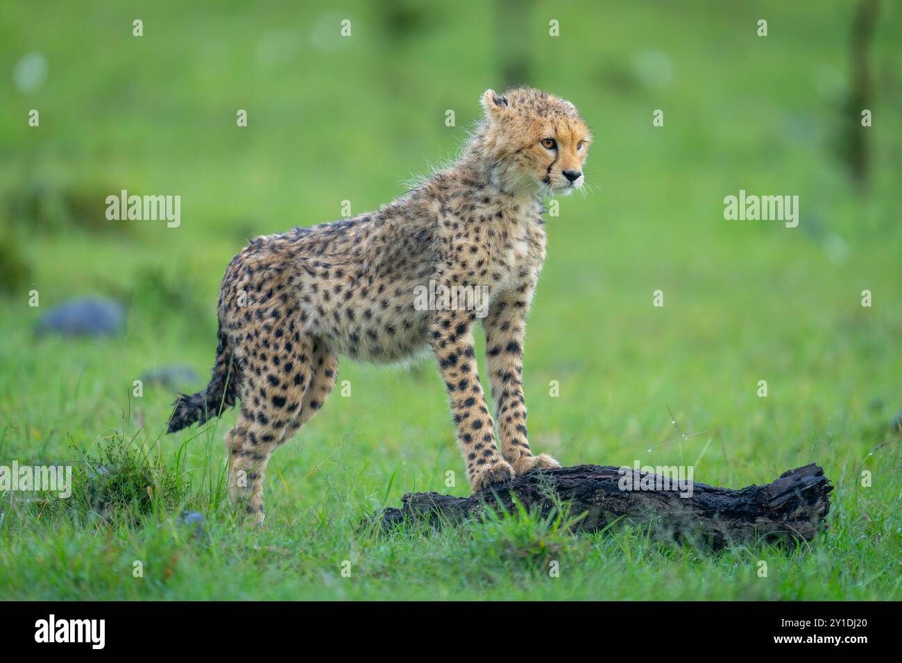 Cheetah cub stands leaning on dead branch Stock Photo - Alamy
