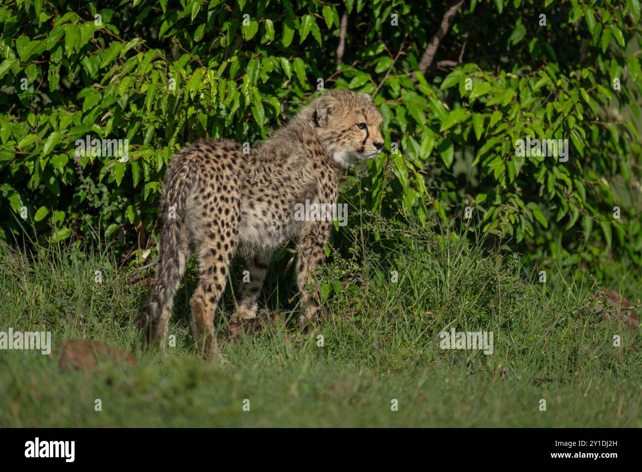 Cheetah cub stands turning head on grass Stock Photo - Alamy