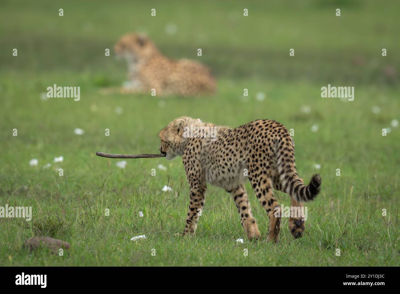 Cheetah cub walks towards mother carrying stick Stock Photo - Alamy