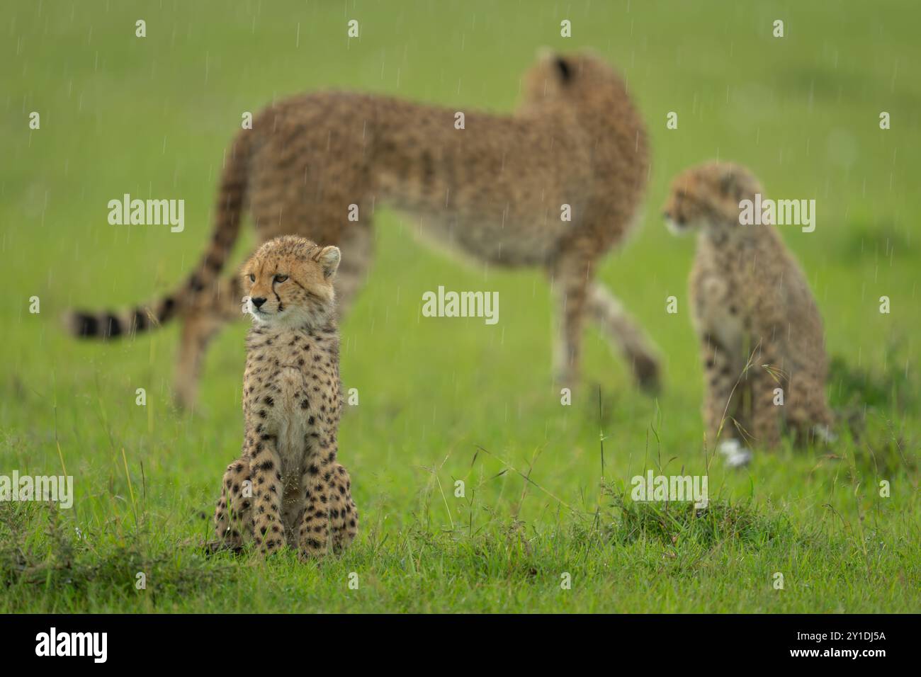Cheetah cub in rain hi-res stock photography and images - Alamy