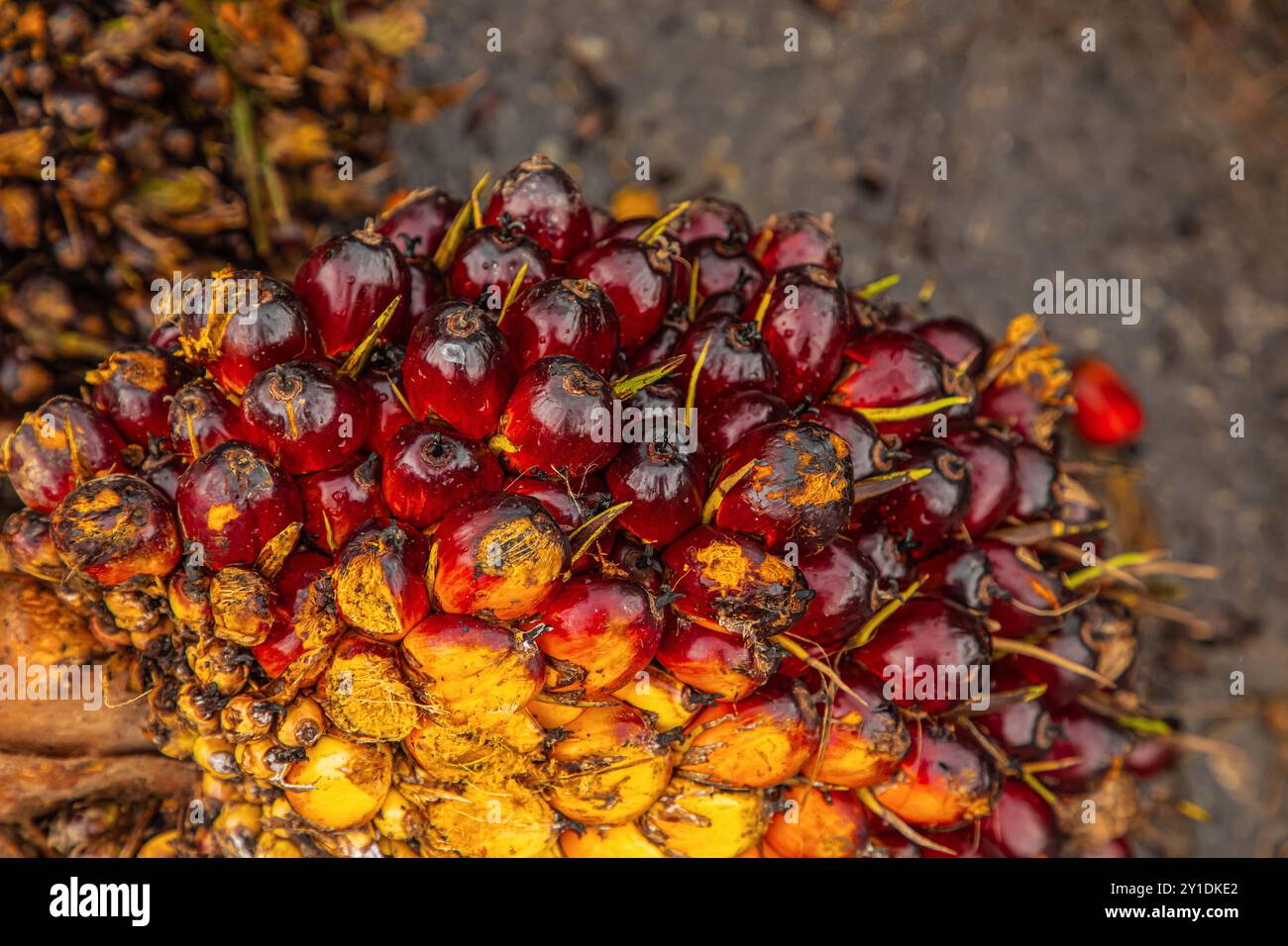 big pile Fresh Fruit Bunch (FFB) in Palm Oil Plantation after cutting ...