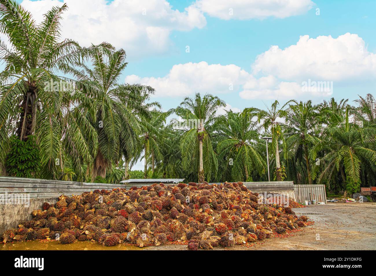 big pile Fresh Fruit Bunch (FFB) in Palm Oil Plantation after cutting ...