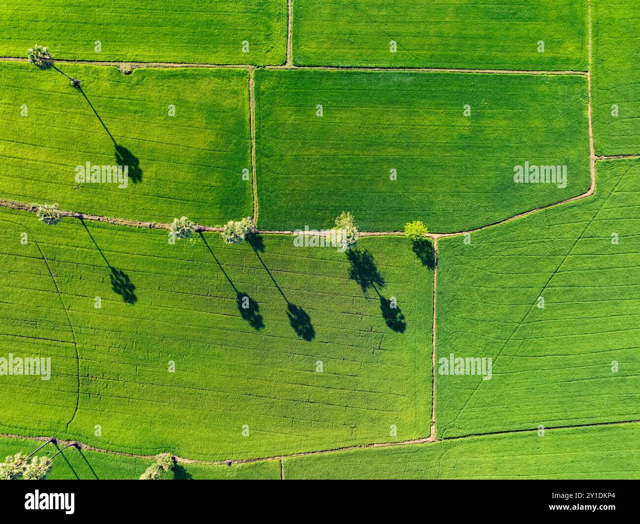Aerial view of lush green rice field with sugar palm trees. Sustainable ...