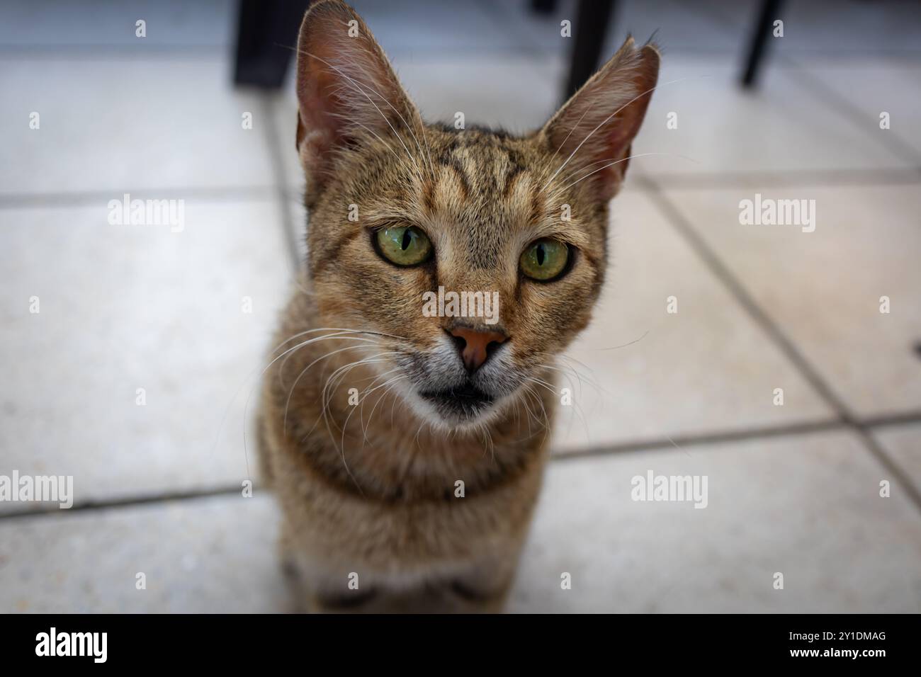 cute cat is looking at the camera Stock Photo - Alamy