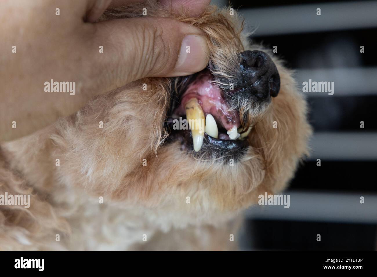 Closeup of dog with teeth gingivitis decay and gum problem had most of ...